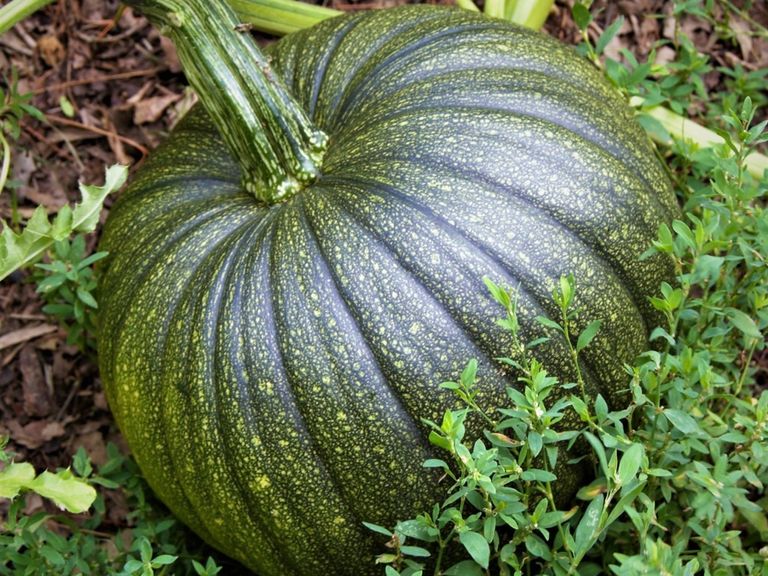 How To Turn Green Pumpkins Orange | Gardening Know How