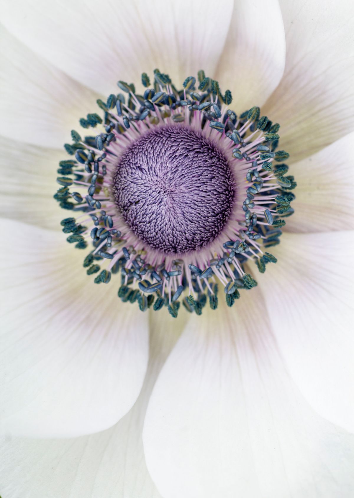 14 tips for fantastic flower photography at home | Digital Camera World