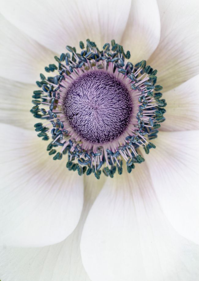 14 tips for fantastic flower photography at home | Digital Camera World