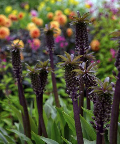 Best tropical plants: 24 top picks to give your plot an exotic look ...