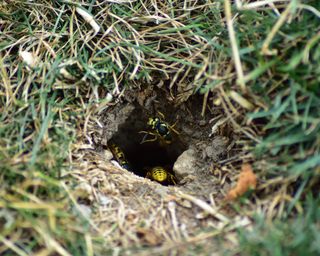How to Keep Yellowjackets From Nesting in Your Yard | Gardening Know How