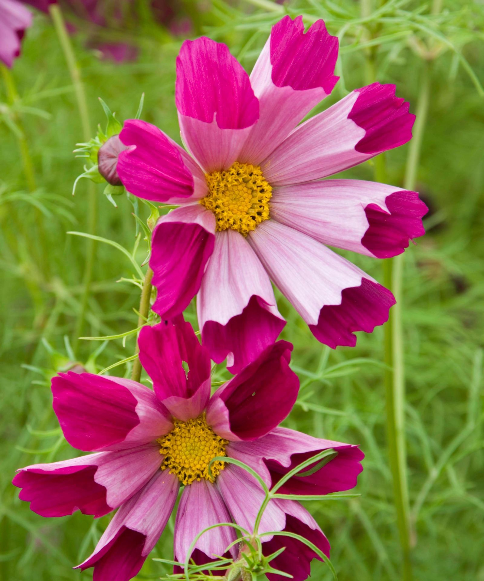 Types of cosmos: 15 beautiful varieties to grow | Homes and Gardens