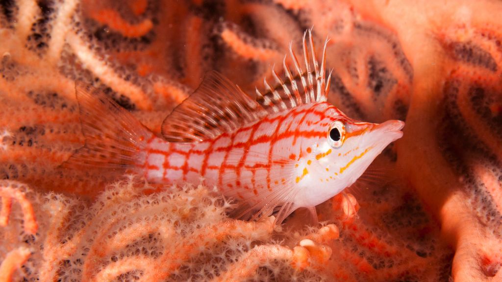 32 types of saltwater fish for your aquarium | PetsRadar