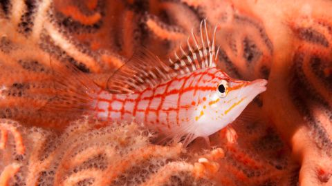32 types of saltwater fish for your aquarium | PetsRadar