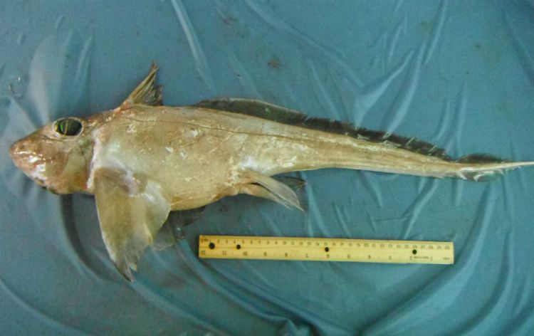 Images: Weird Deep-Sea Sharks | Live Science