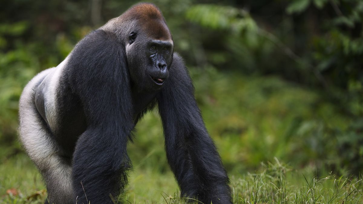 20 of the best named animal species on Earth, from Boops boop to Agra ...