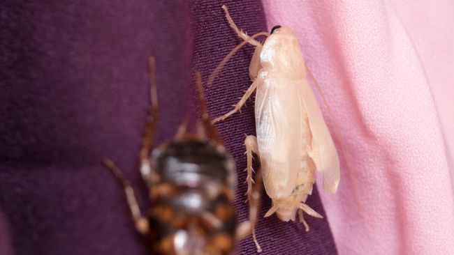 7 telltale signs of roaches in your home | Tom's Guide