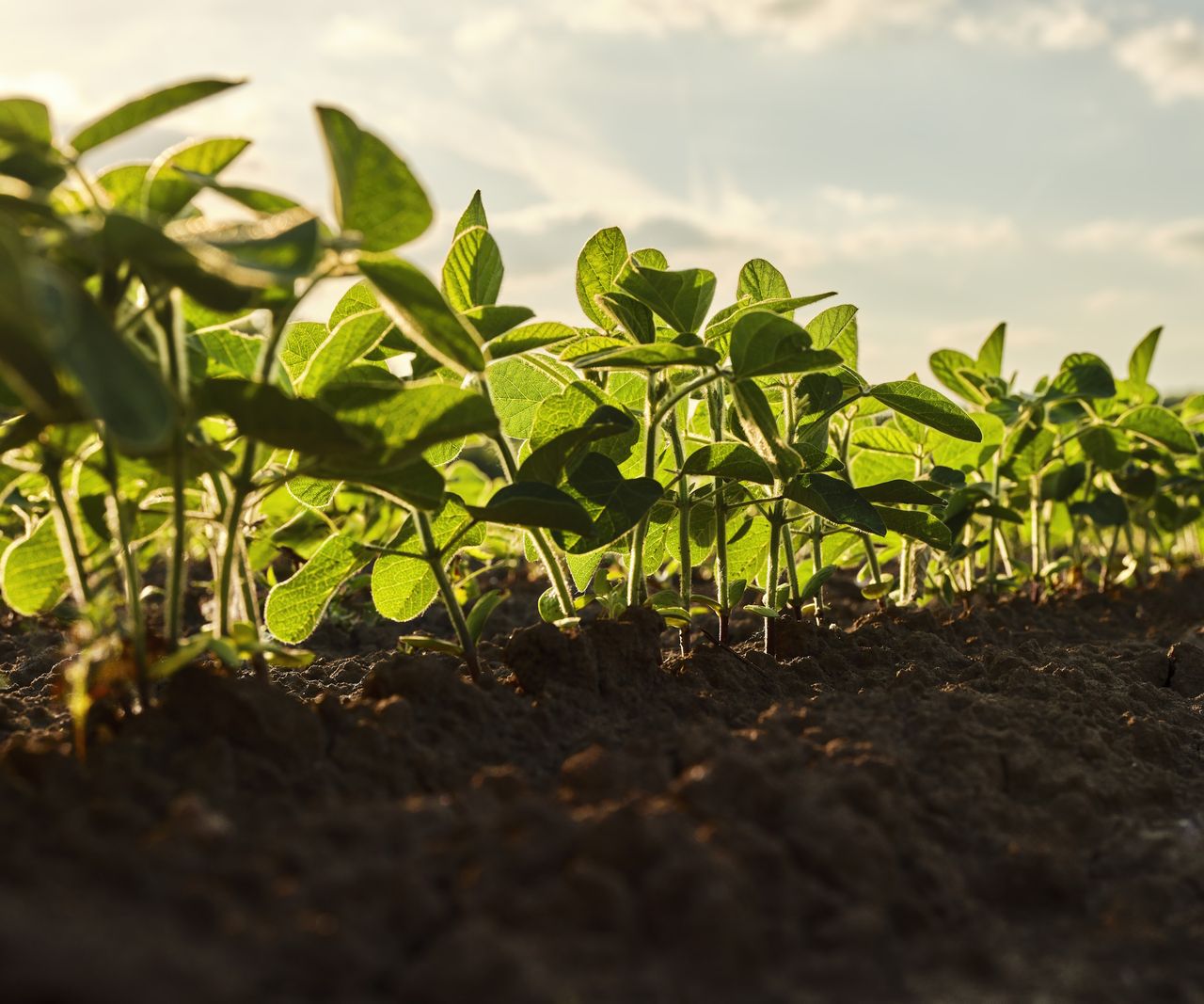 How to make soil more acidic: 11 ways to amend your soil's pH | Homes ...