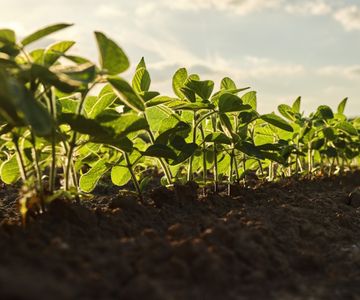 How to make your yard flood-resilient: 5 solutions | Homes and Gardens