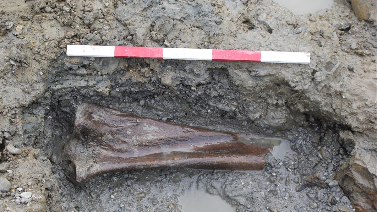 200,000-year-old 'mammoth graveyard' found in UK | Live Science