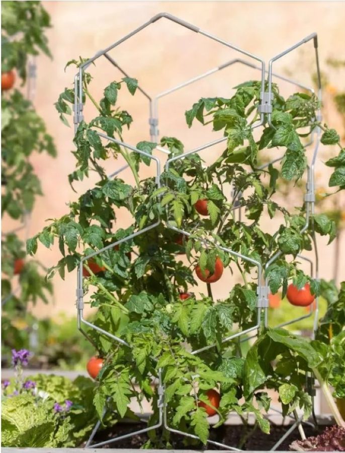 Tomato tapping explained - the easy way to a better crop | Livingetc