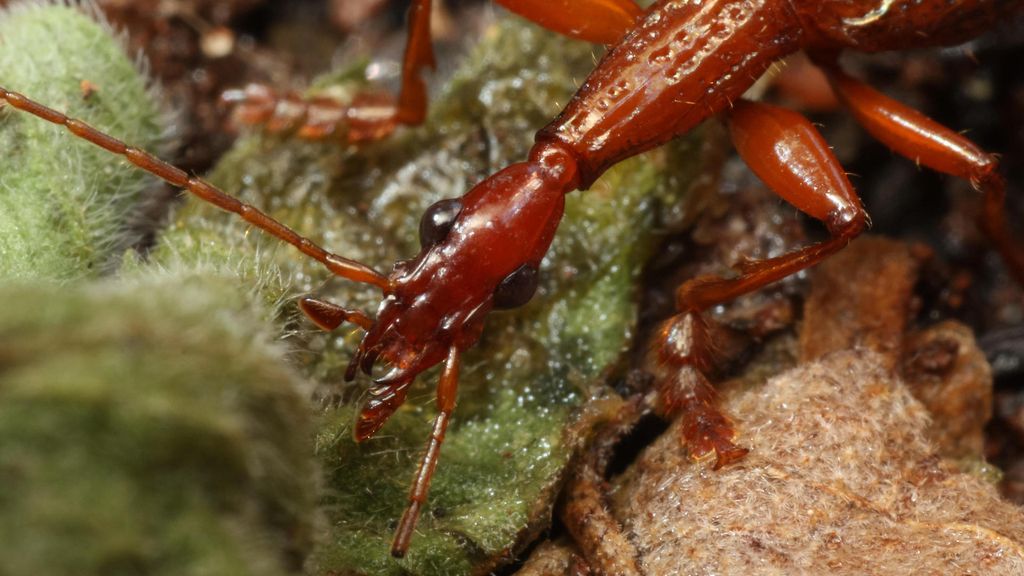 20 of the best named animal species on Earth, from Boops boop to Agra ...