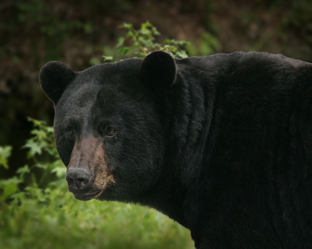 Image Gallery: Beastly Bears | Photos of Bears | Live Science