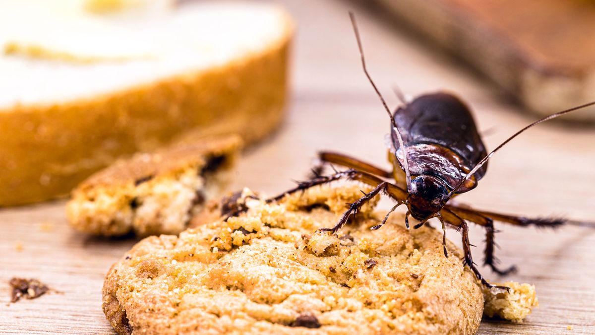 7 things that attract roaches to your home — and how to fix it | Tom's ...
