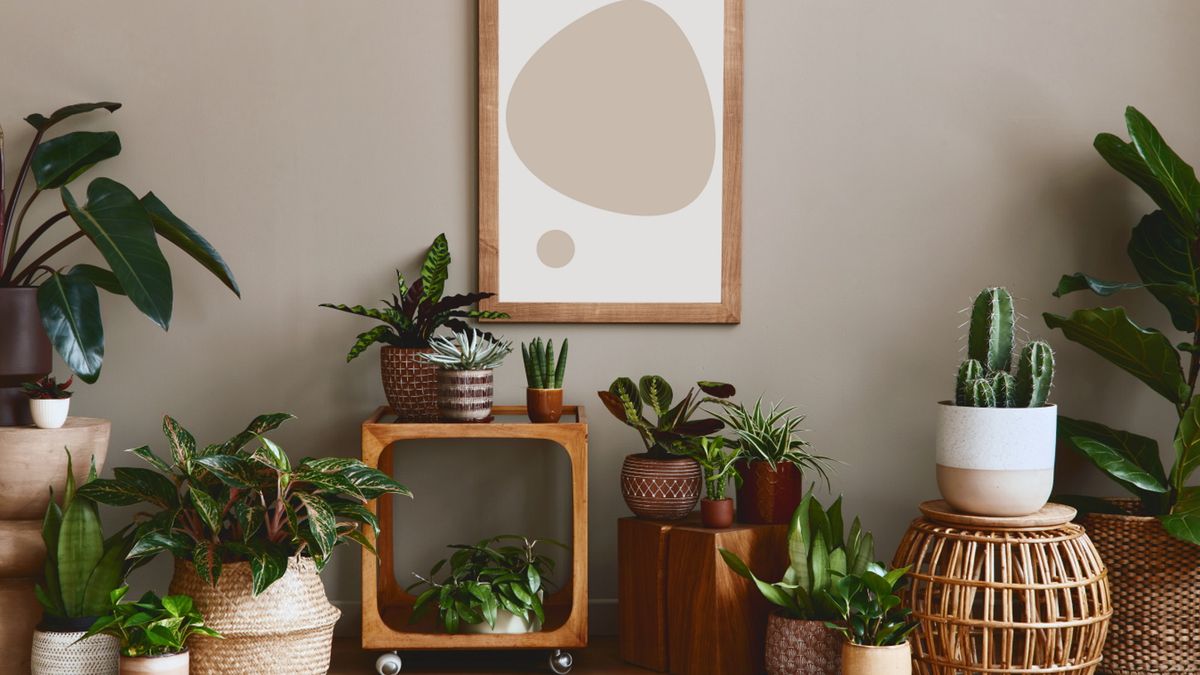 Houseplant trends 2024: 7 indoor plant trends for the year | Homes ...