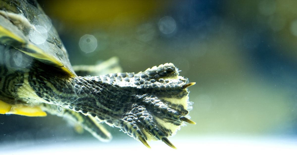 32 fun facts about pet turtles | PetsRadar