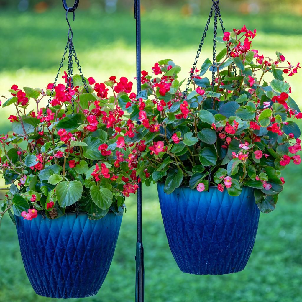 The best shade-loving plants for pots in the garden | Ideal Home