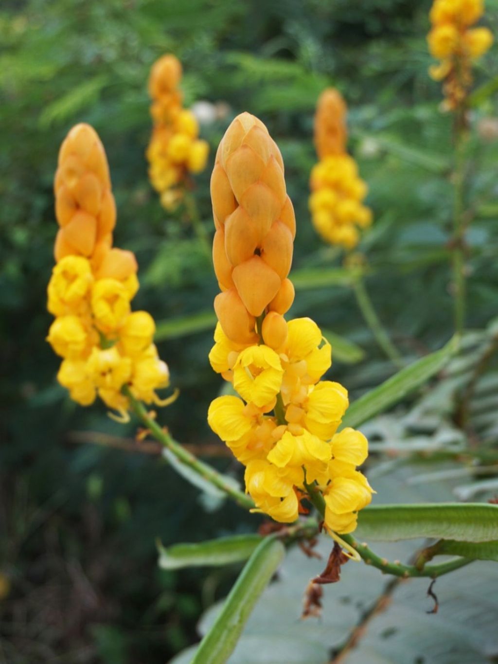 Candlestick Plant Info - Tips For Growing Candle Bush | Gardening Know How