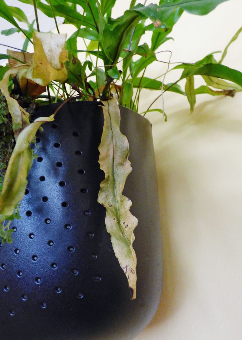Tips & Information about Environmental Problems - Page 2 | Gardening ...