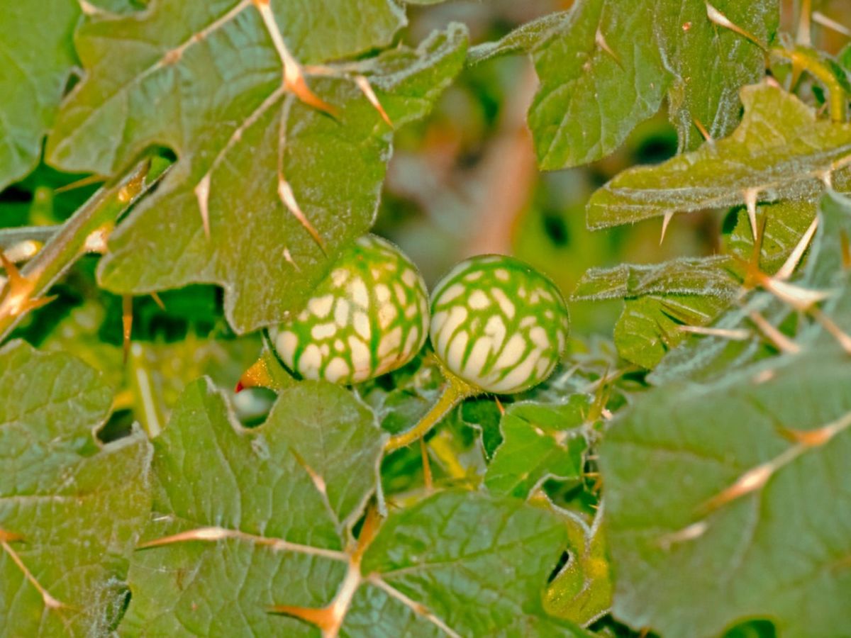 Tropical Soda Apple Facts - Information And Control Of Tropical Soda ...