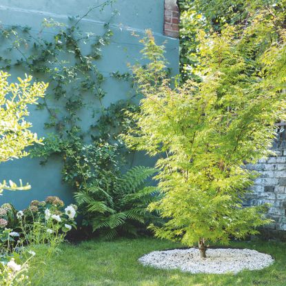 When to prune acers – the perfect window for bright displays | Ideal Home