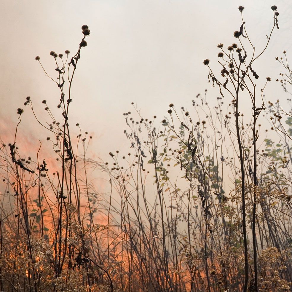 The restorative beauty of a controlled burn | The Week
