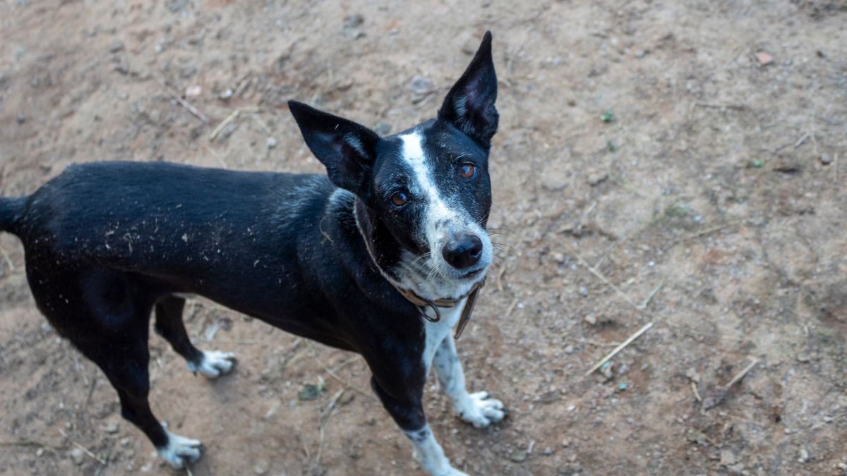 32 super cool dog breeds from the United States | PetsRadar