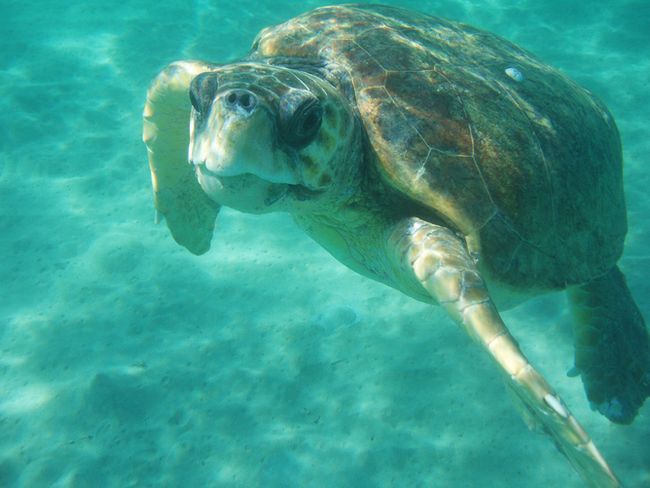 What Does Climate Change Mean for Sea Turtles? | Live Science