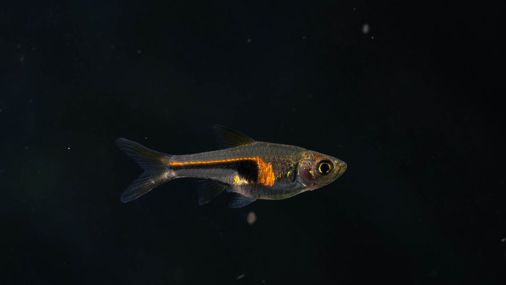 32 best types of fish for first-time owners | PetsRadar