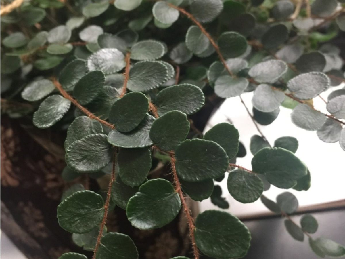 Indoor Button Fern Care: Growing A Button Fern As A Houseplant ...