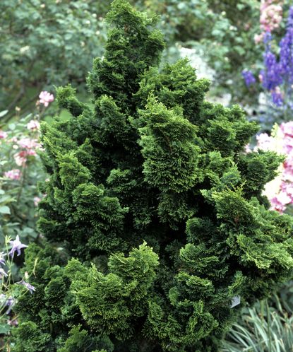 The best evergreen trees to stop your yard looking so bare | Livingetc