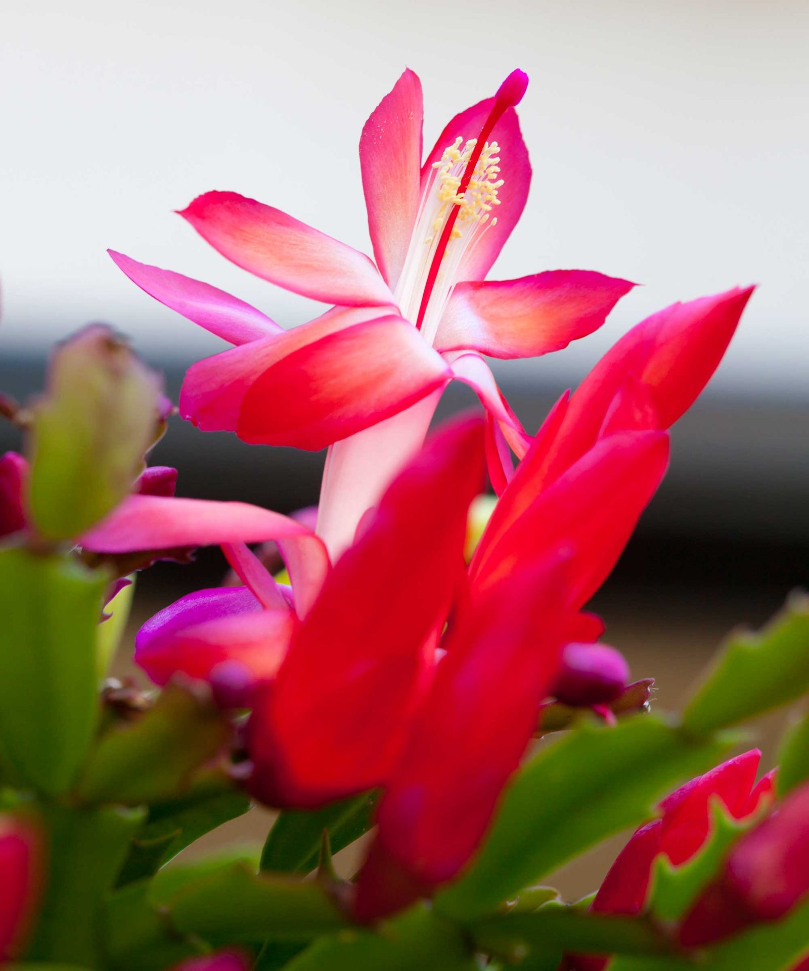 How to care for a Thanksgiving cactus: expert growing advice | Homes ...
