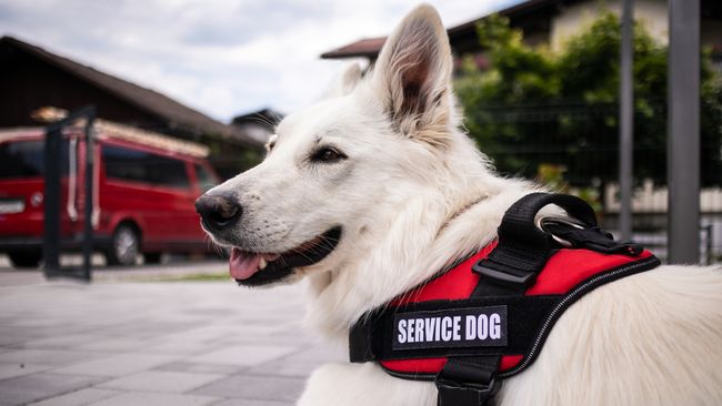 32 things to know about service dogs | PetsRadar