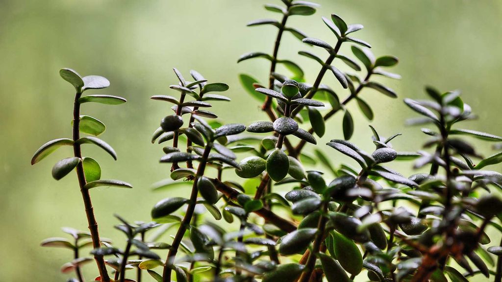 How to grow bougainvillea bonsai trees: expert garden advice | Homes ...