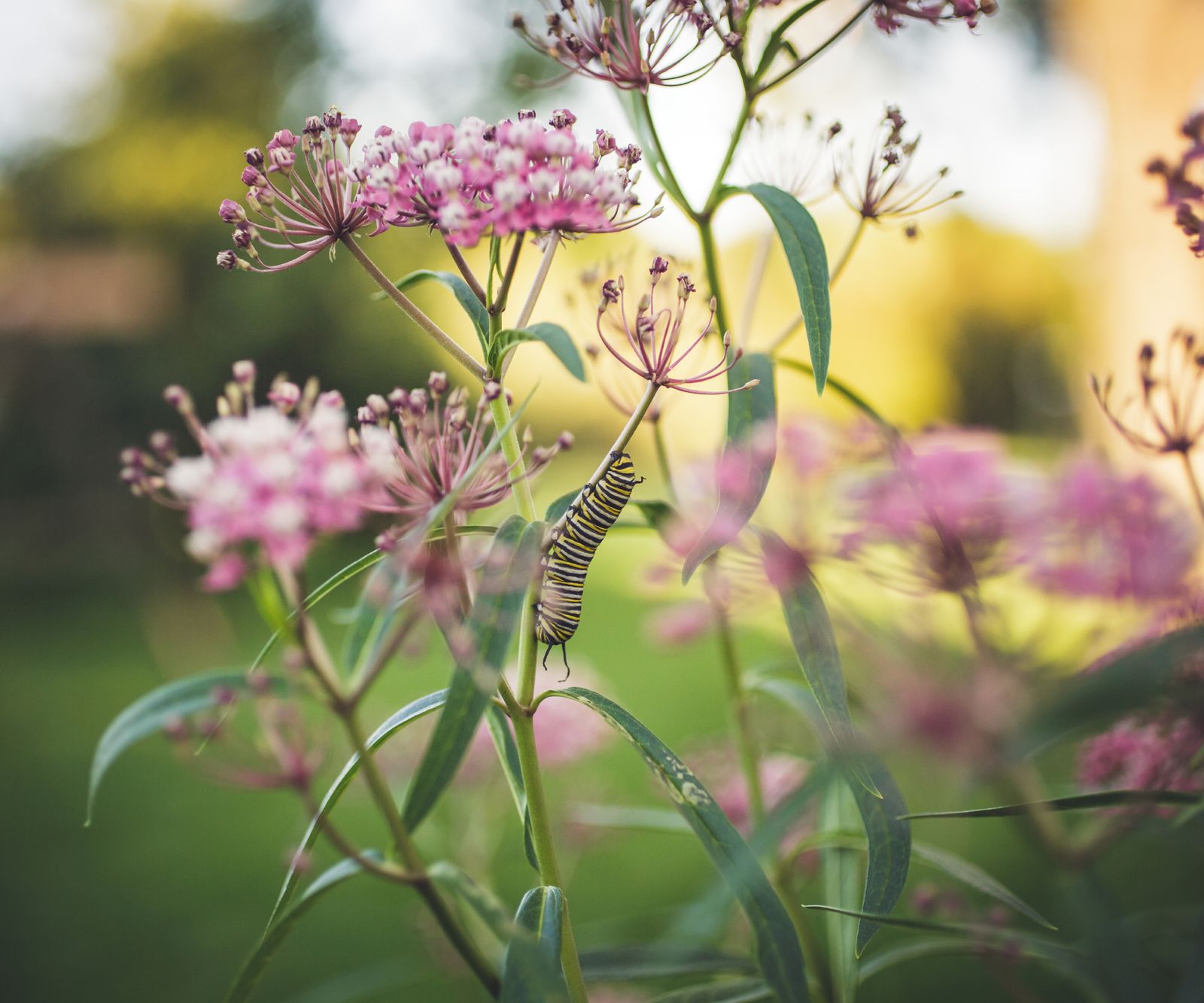 Plant A Pollinator Garden And Do Your Part For The Earth | Gardening ...