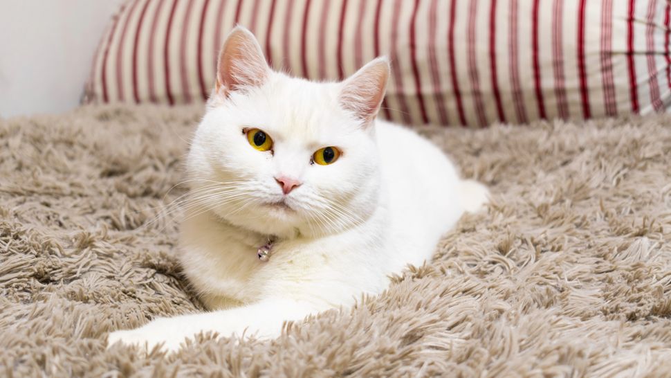 15 white cat breeds that will melt your heart | PetsRadar