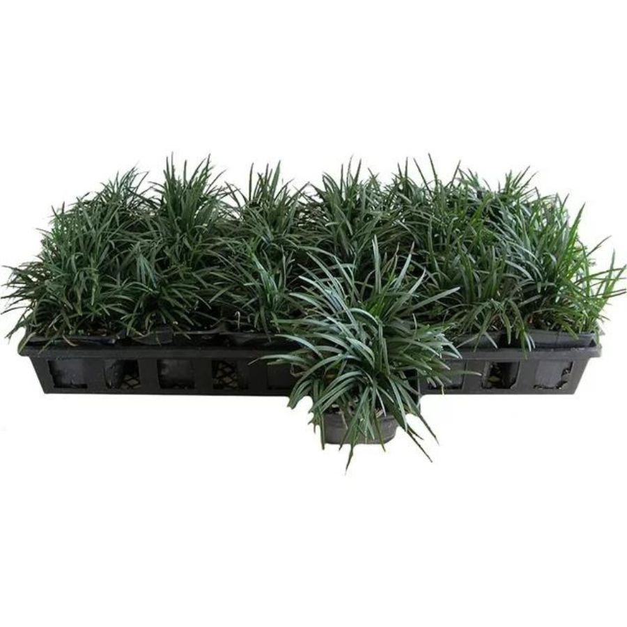 10 Best Filler Plants for Sparse Flowerbeds | Livingetc