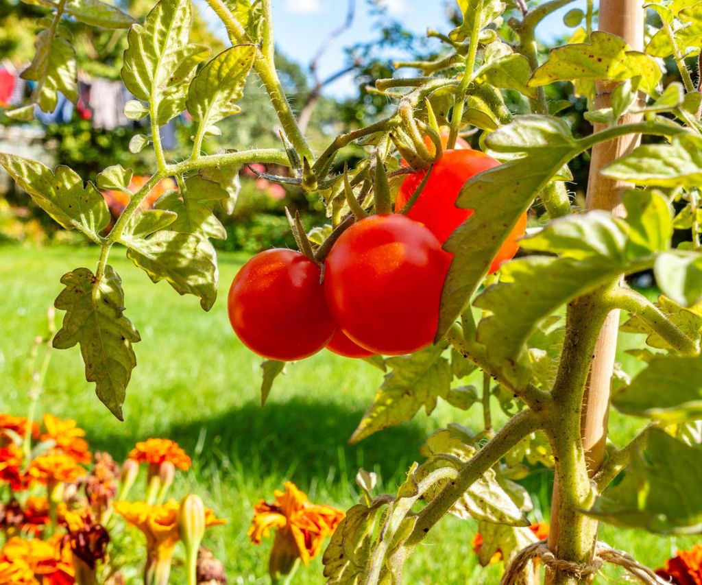 Our expert pick for the best tomatoes for growing in pots | Homes and ...