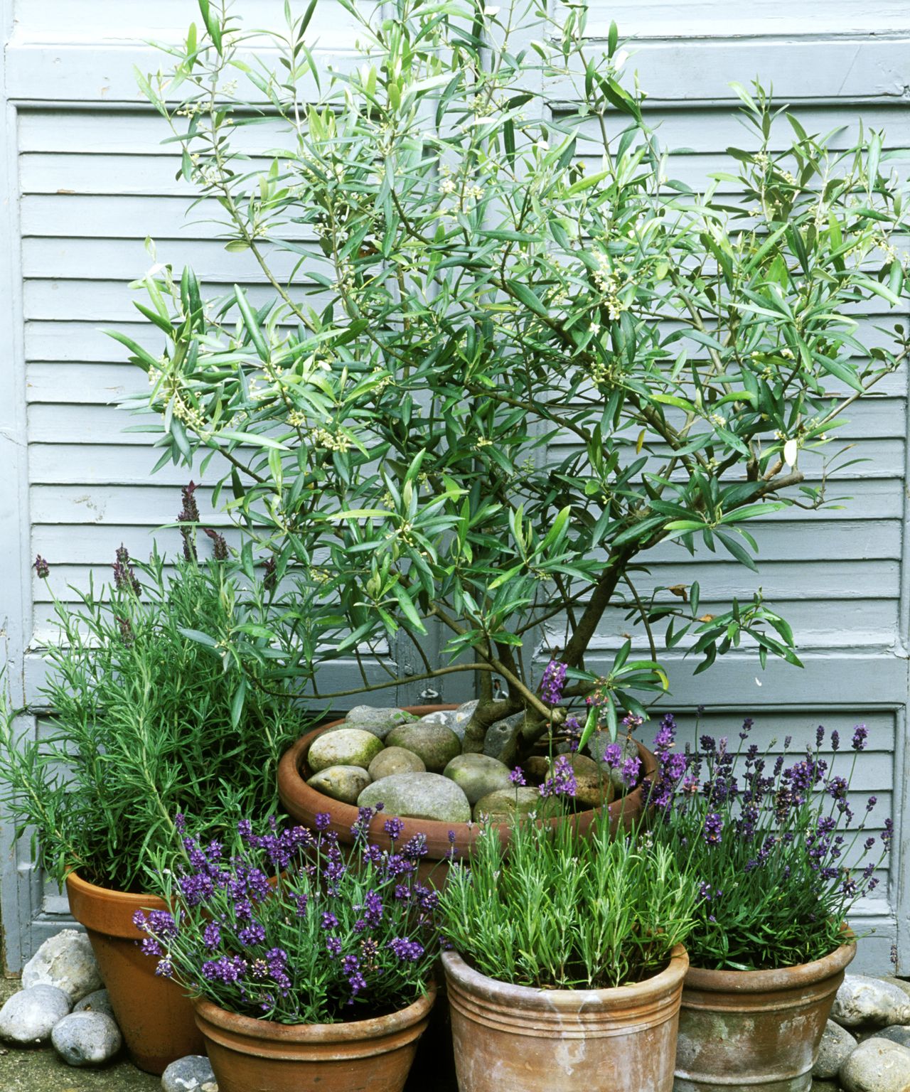 Landscaping with olive trees: 9 expert ideas | Homes and Gardens