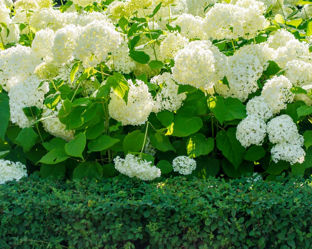 8 White Flowering Shrubs That Instantly Add Elegance | Gardening Know How