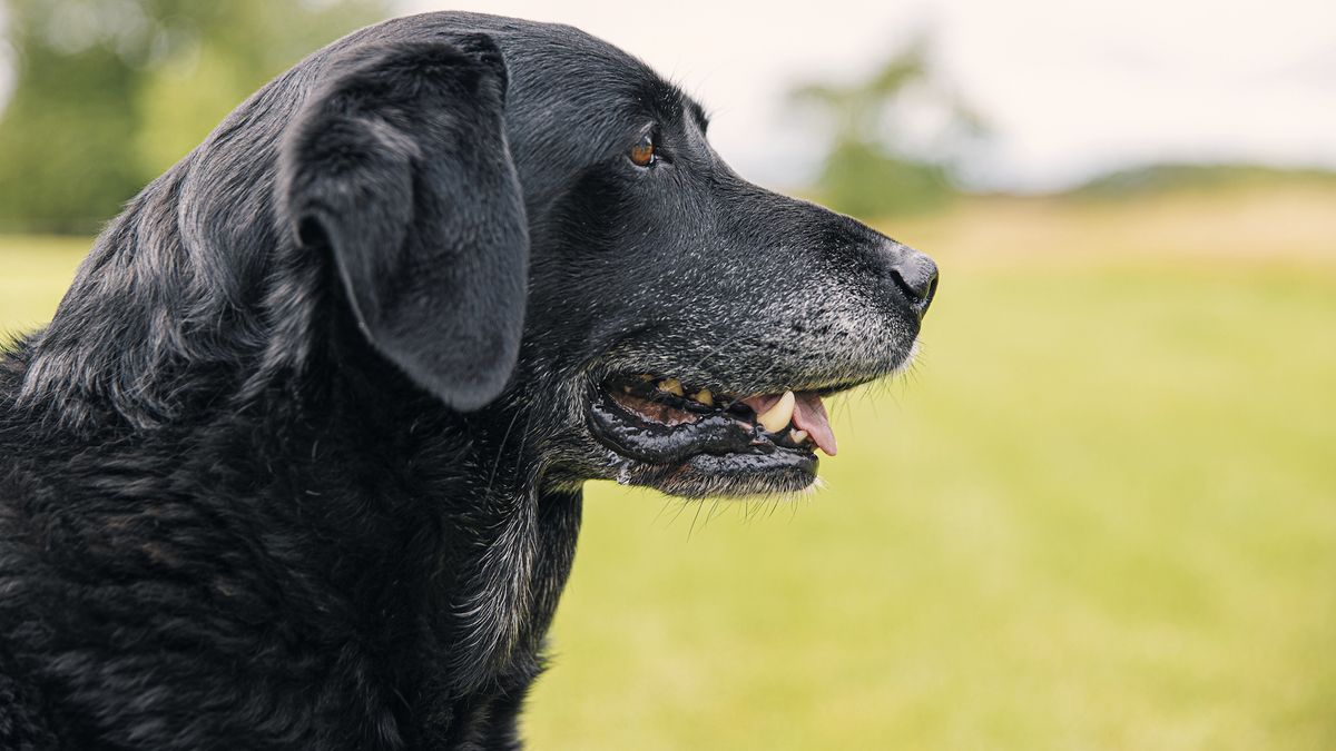 32 reasons to love Labradors | PetsRadar