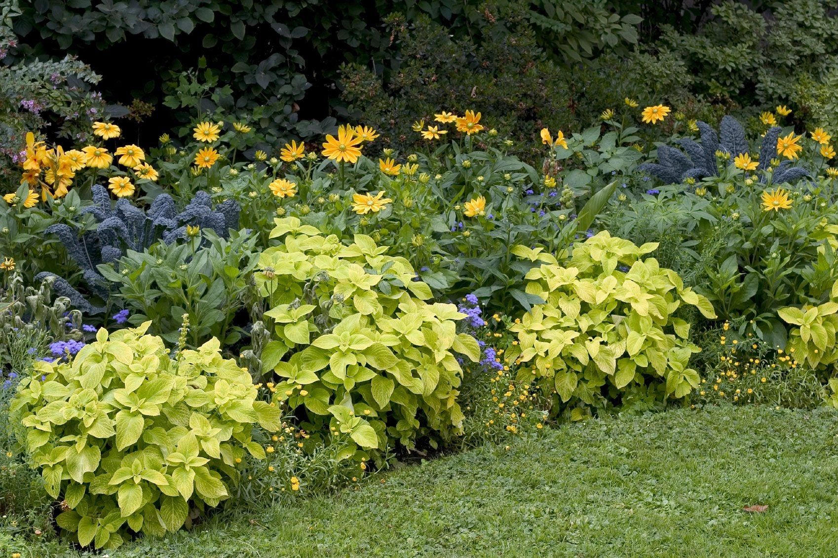 Mesophytic Plant Info - Learn About Mesophyte Environments | Gardening ...
