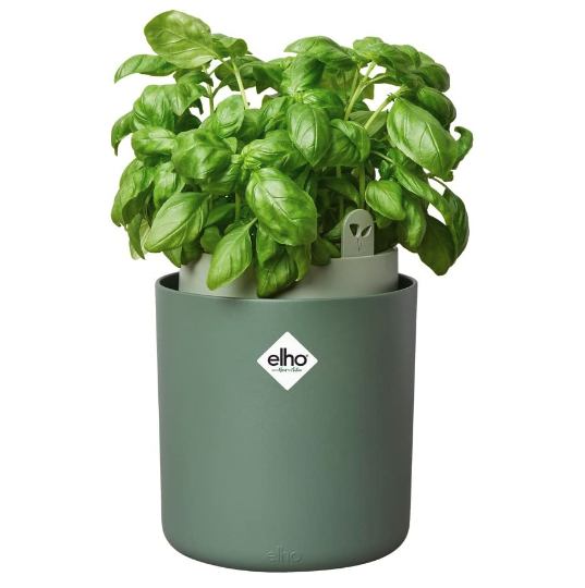 How to grow basil from shop bought: saving money and effort | Ideal Home