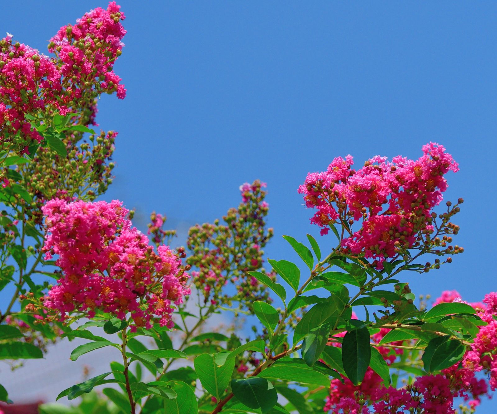 Flowering shrubs for full sun: 5 expert recommendations | Homes and Gardens