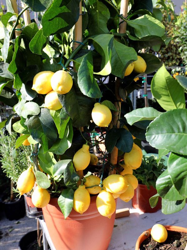 Five Common Lemon Tree Diseases – And How To Avoid Them! | Gardening ...