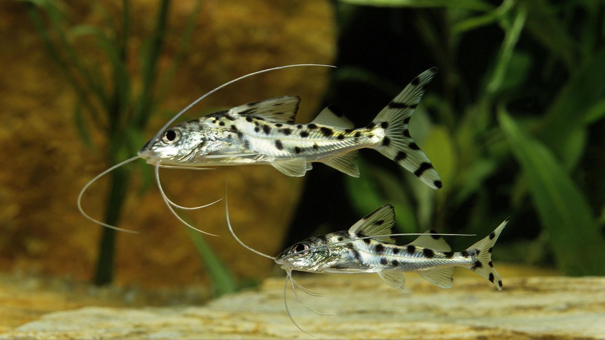 20 peaceful fish for a community tank | PetsRadar