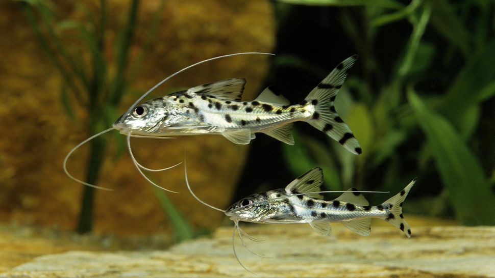 20 peaceful fish for a community tank | PetsRadar