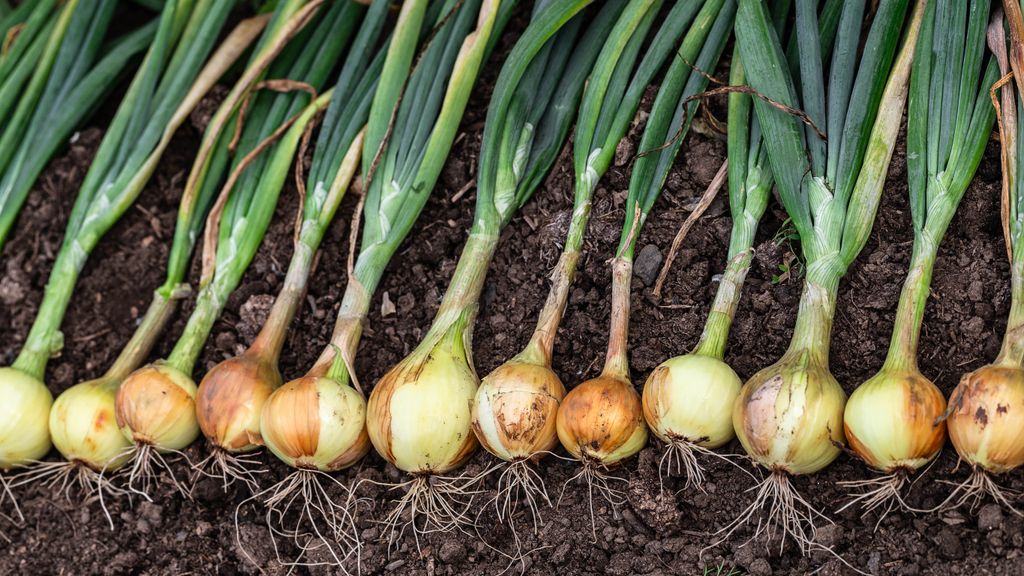 7 plants that repel moles and keep them out of your yard | Tom's Guide