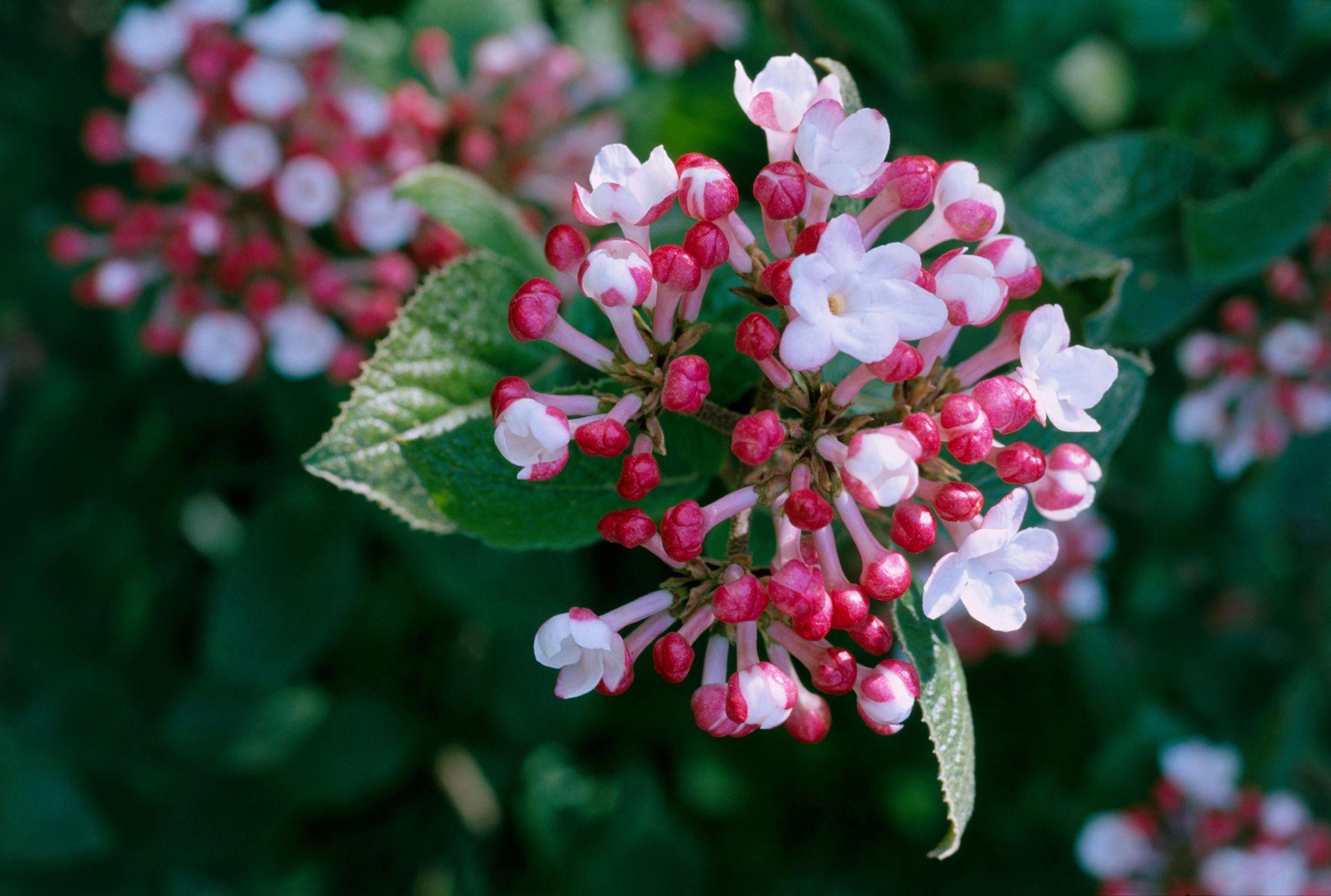 How to grow viburnum: add colour, fragrance and fabulous foliage ...
