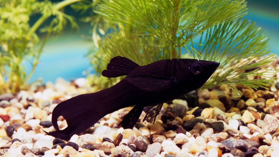 32 best types of fish for first-time owners | PetsRadar
